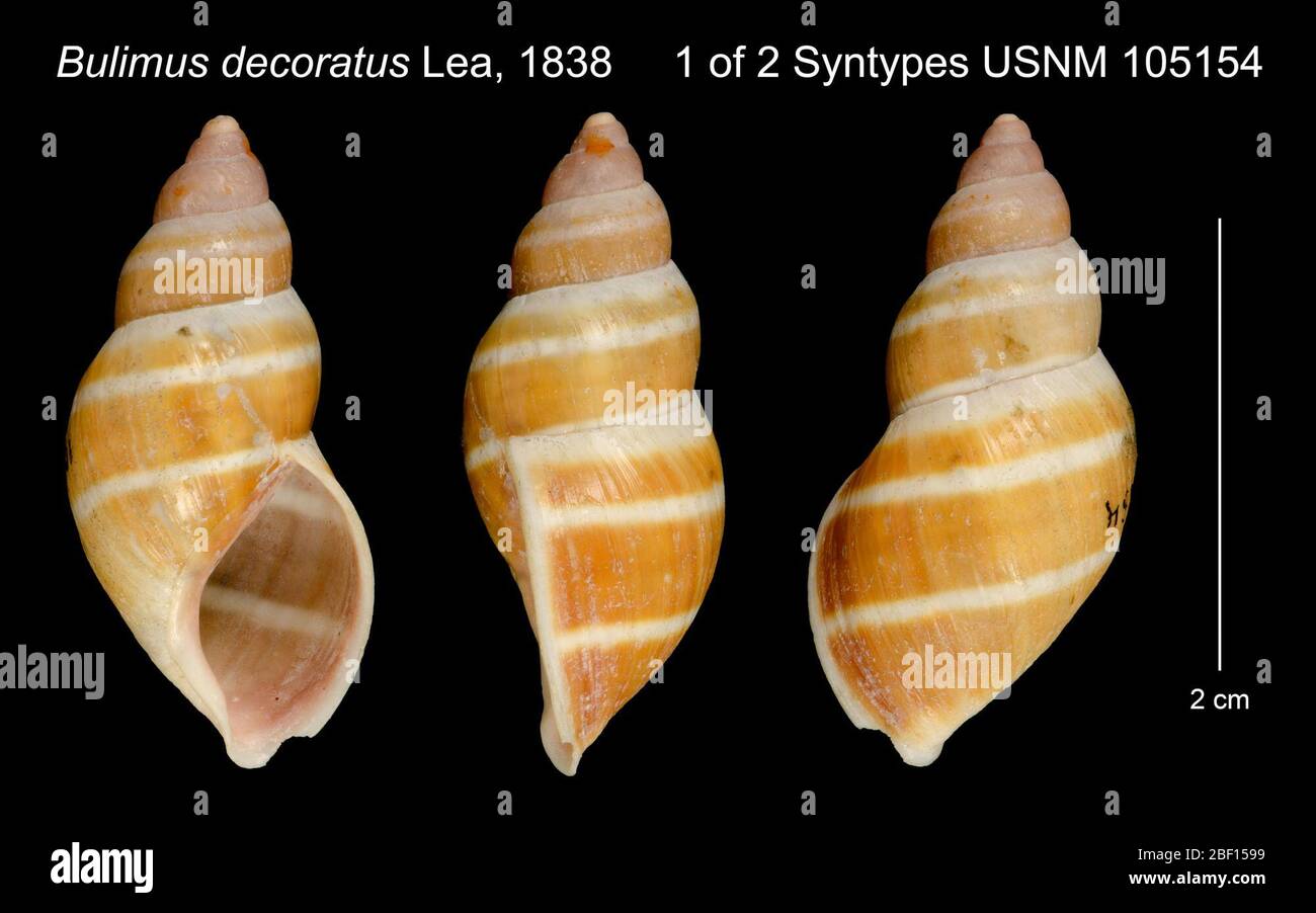 Bulimus hi-res stock photography and images - Alamy