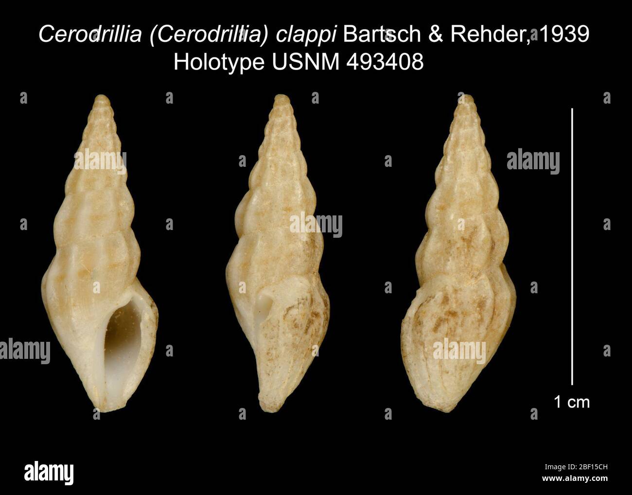 Cerodrillia Cerodrillia clappi. 15 Mar 2016661 Stock Photo - Alamy