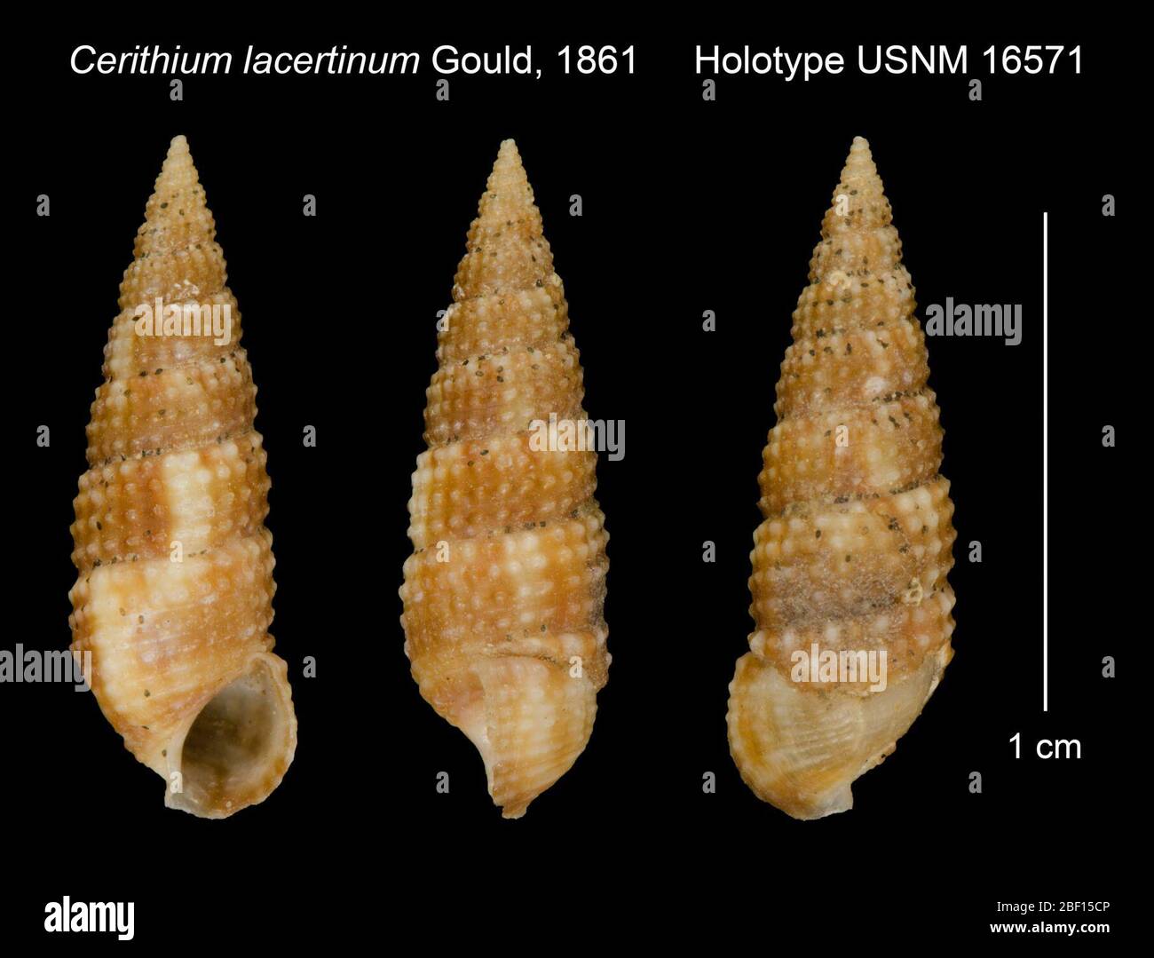 Cerithium High Resolution Stock Photography and Images - Alamy