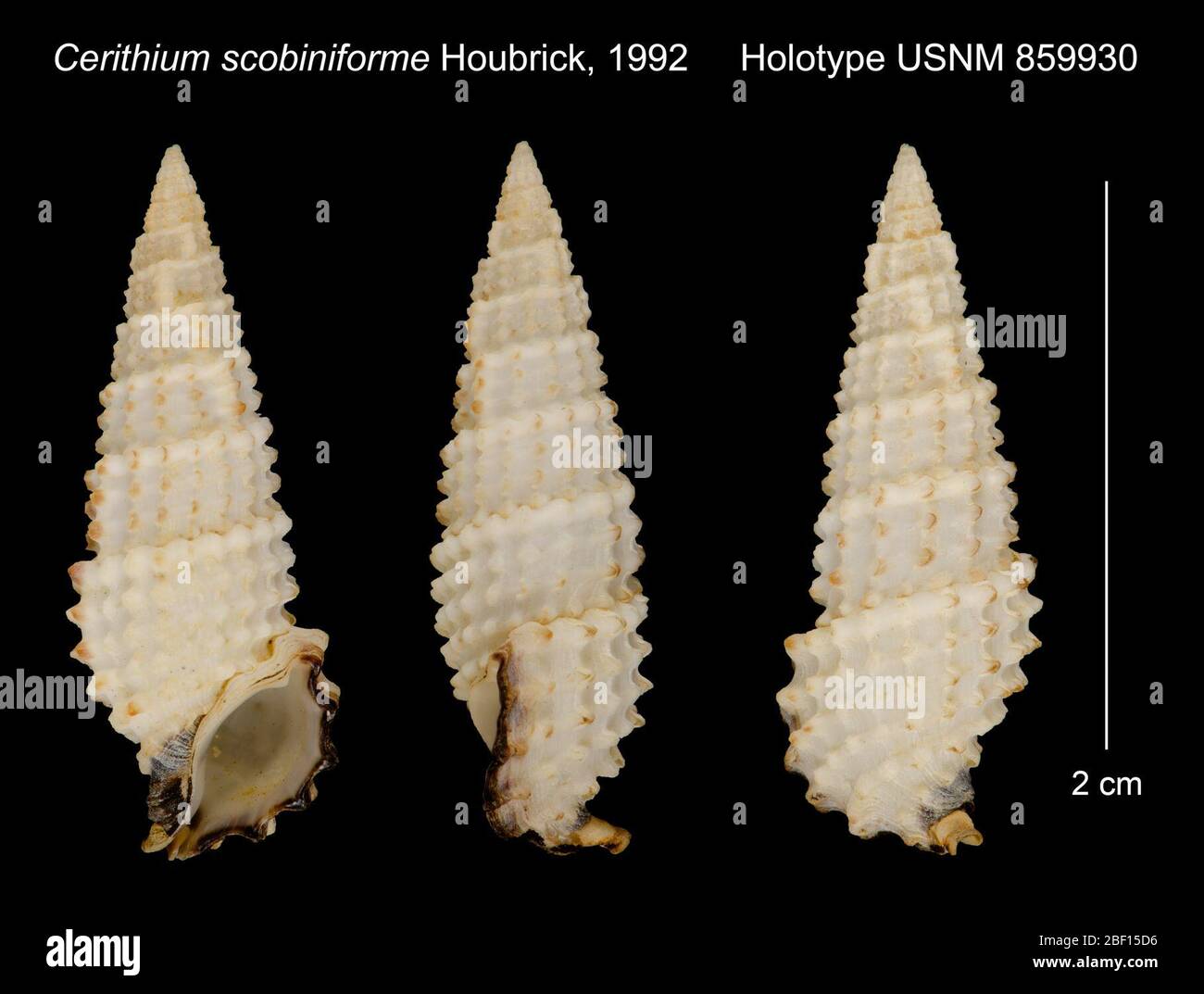 Cerithium scobiniforme. 20 Jan 20161 Stock Photo - Alamy