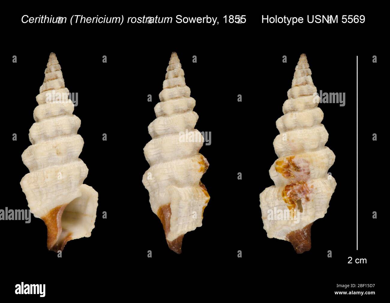 Rostratum hi-res stock photography and images - Alamy