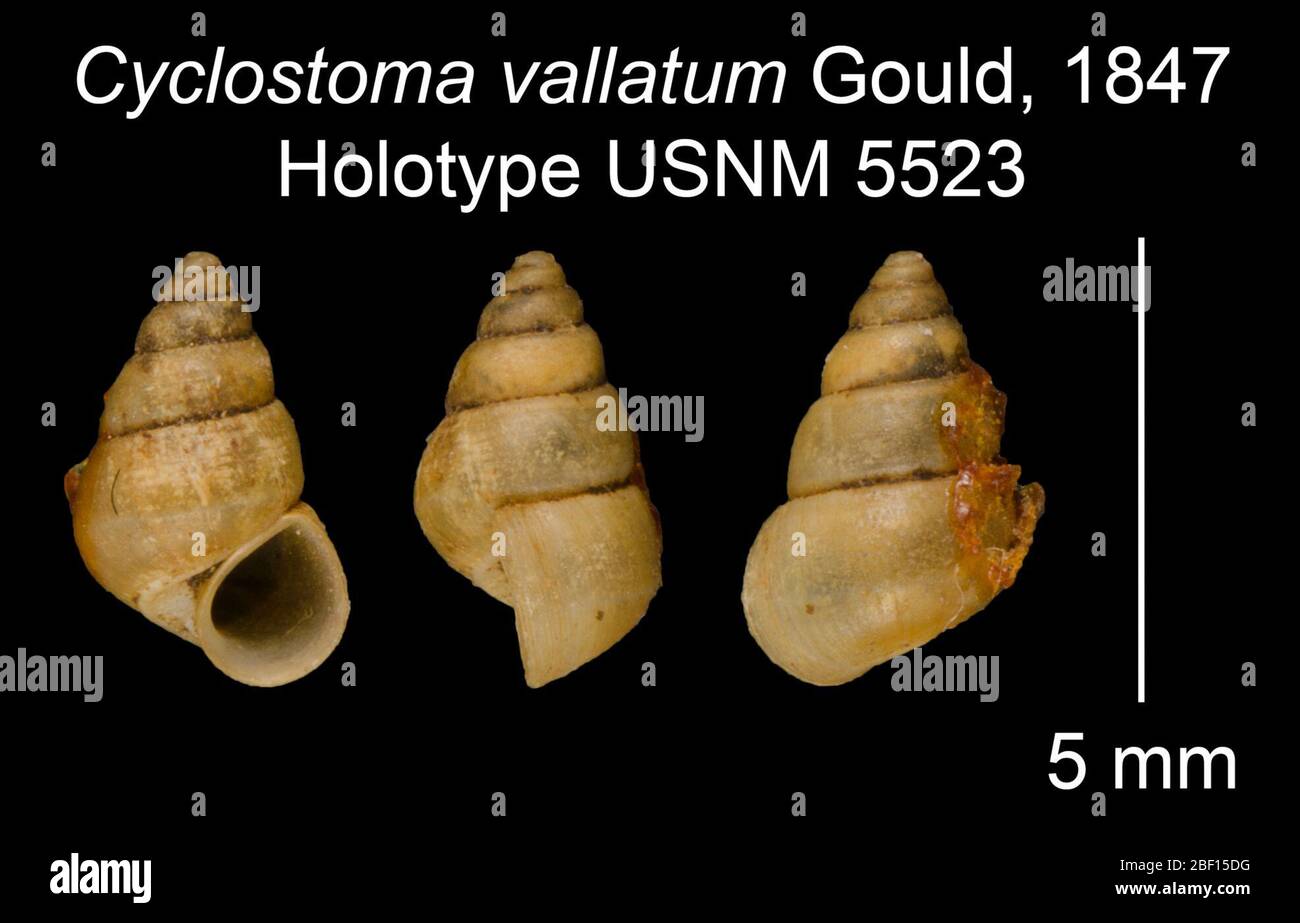 Cyclostoma hi-res stock photography and images - Alamy