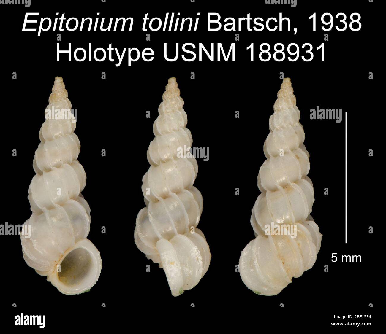 Epitonium tollini. 20 Jan 20161 Stock Photo - Alamy