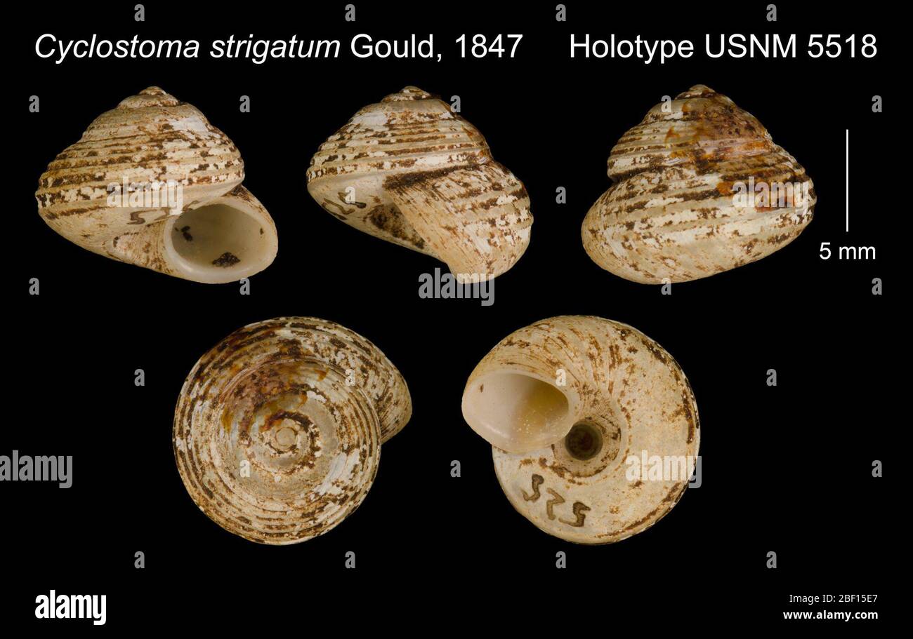 Cyclostoma hi-res stock photography and images - Alamy