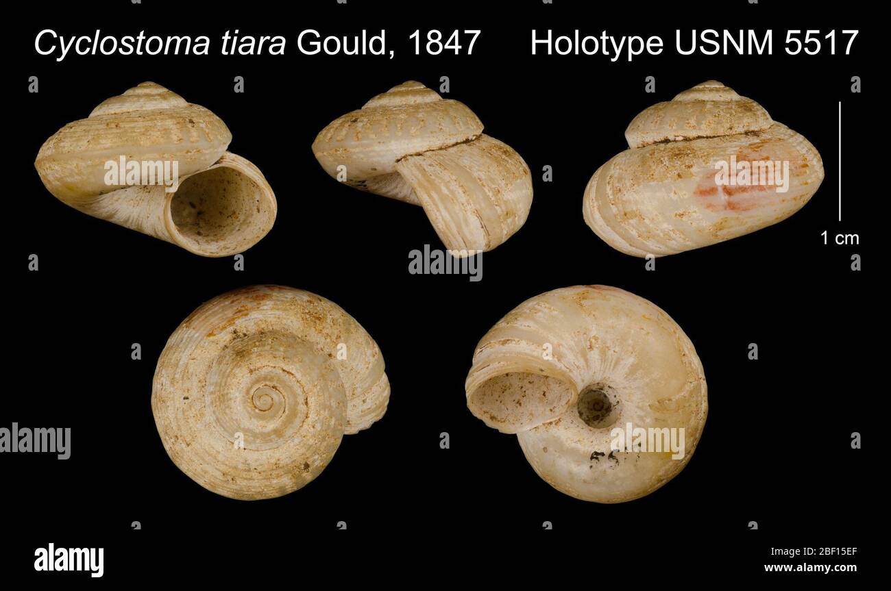 Cyclostoma hi-res stock photography and images - Alamy