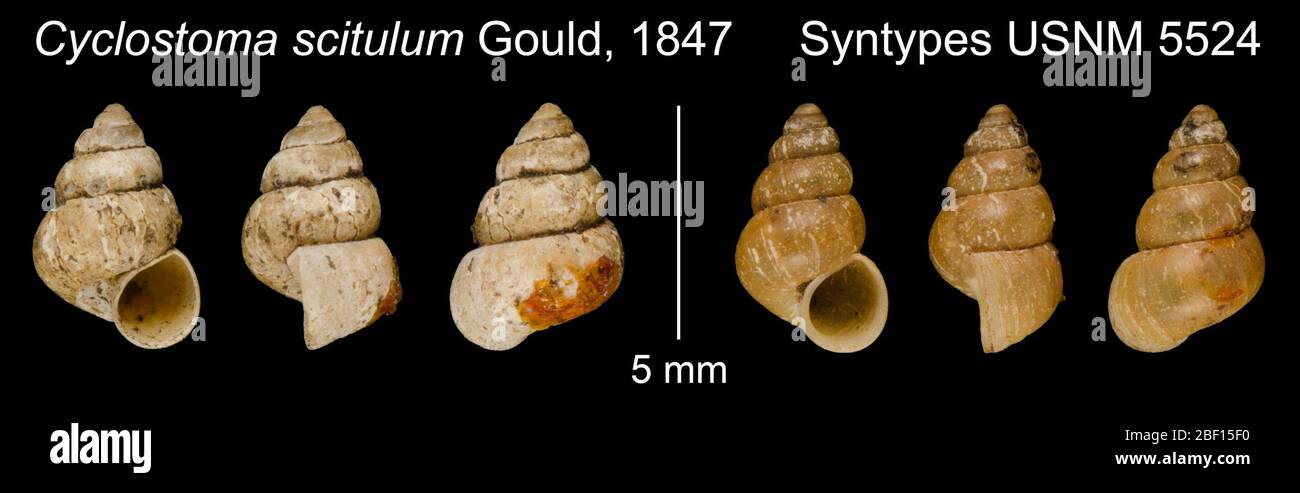 Cyclostoma hi-res stock photography and images - Alamy