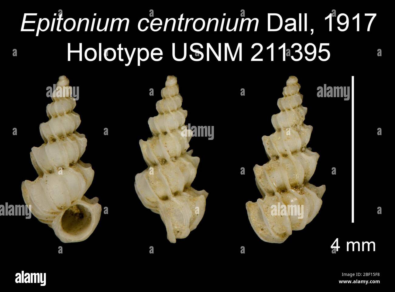 Epitonium centronium. 20 Jan 201628231 Stock Photo - Alamy