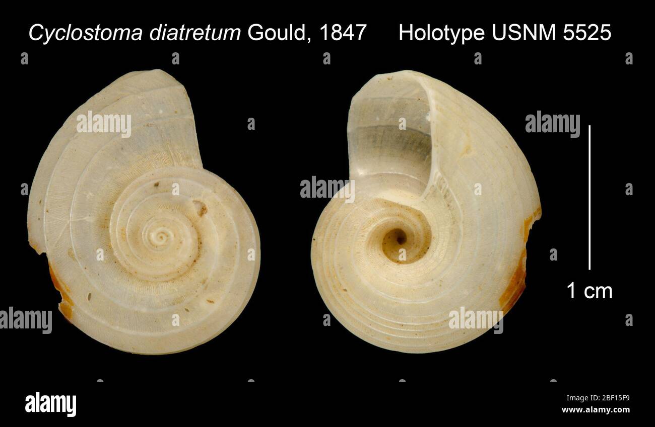 Cyclostoma hi-res stock photography and images - Alamy