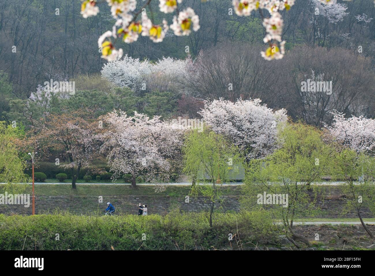 people are enjoying a walk in Tancheon riverside in spring, Seongnam-si ...