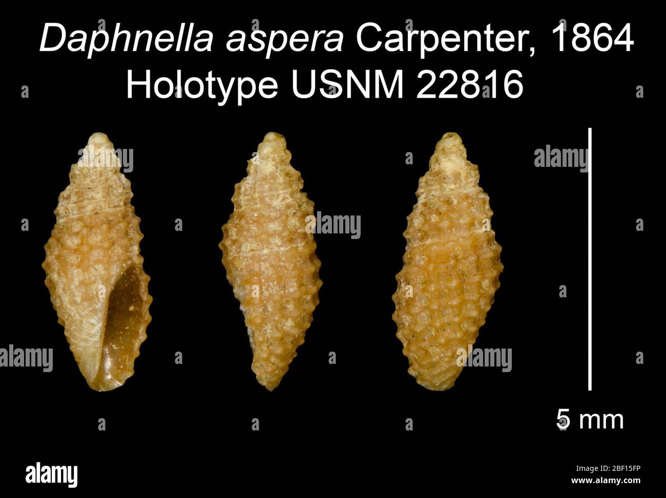 Daphnella aspera. 20 Jan 20161 Stock Photo - Alamy