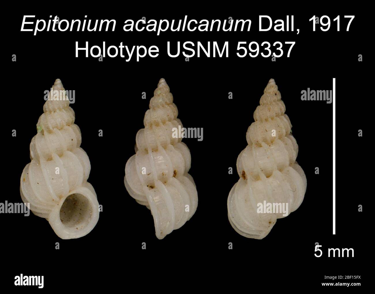 Epitonium acapulcanum. 20 Jan 20161 Stock Photo - Alamy