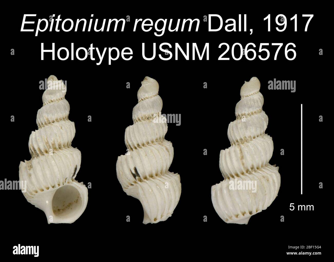 Regum hi-res stock photography and images - Alamy