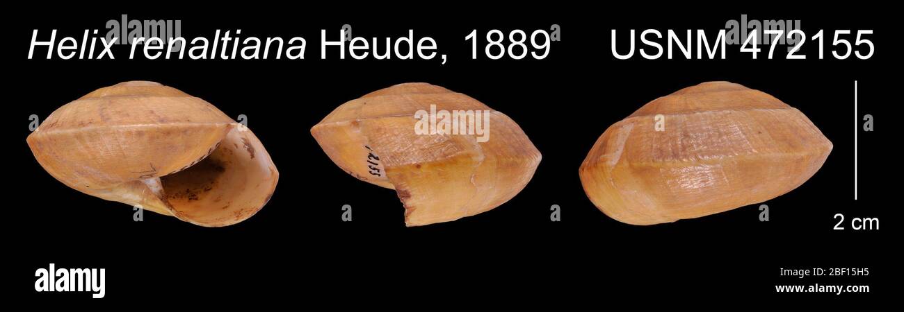 Euhadra hi-res stock photography and images - Alamy