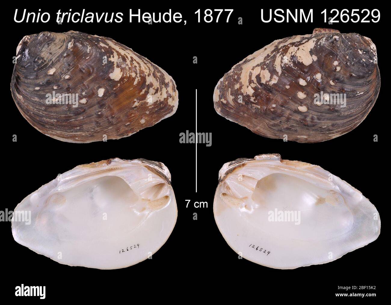 Lamprotula triclavus. 20 Jan 20162 Stock Photo - Alamy