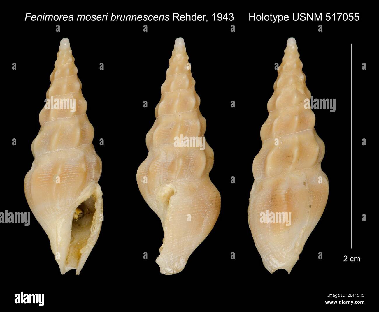 Fenimorea moseri brunnescens. 22 May 20191 Stock Photo - Alamy