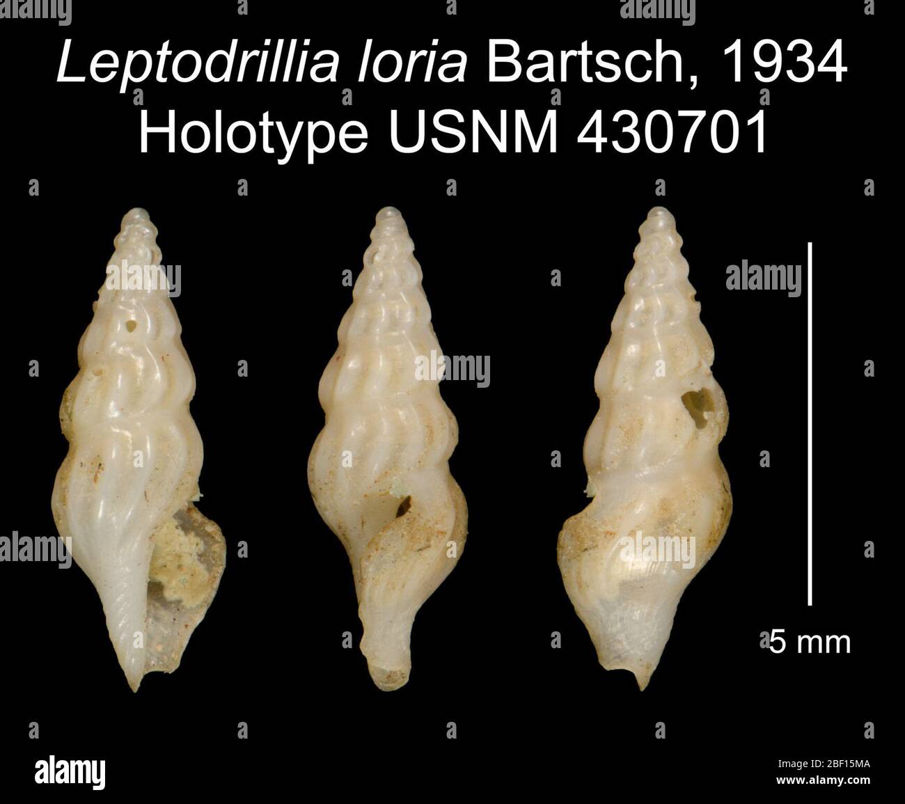 Loria hi-res stock photography and images - Alamy