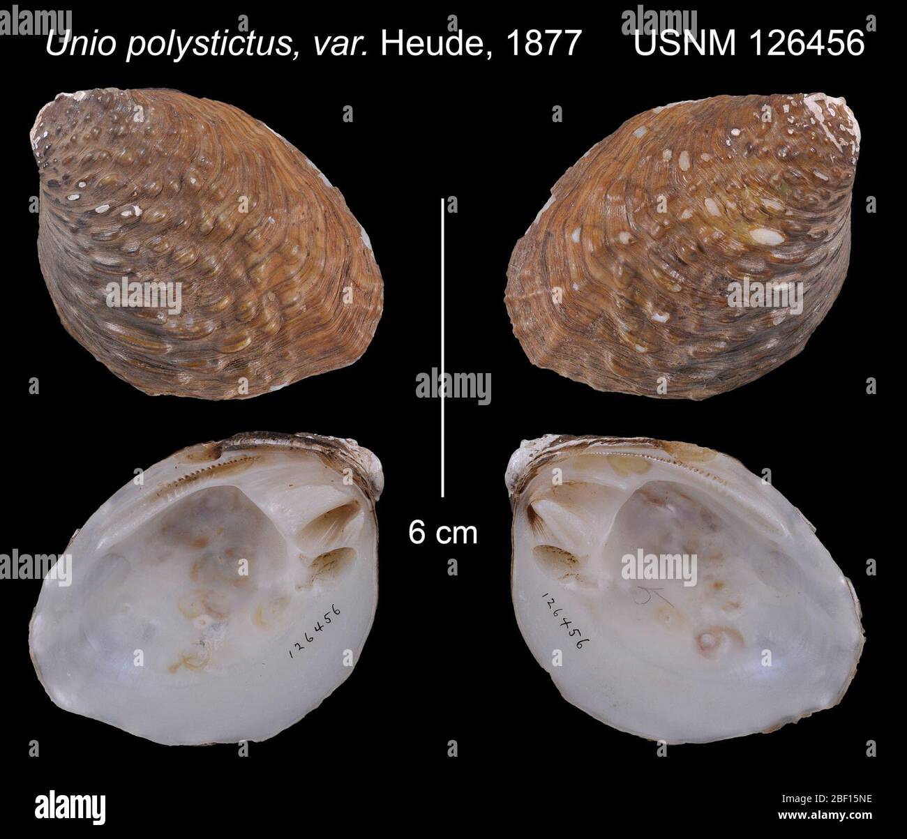 Lamprotula nodulosa. 20 Jan 20162 Stock Photo - Alamy