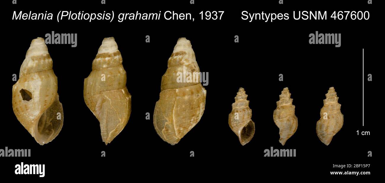 Grahami hi-res stock photography and images - Alamy