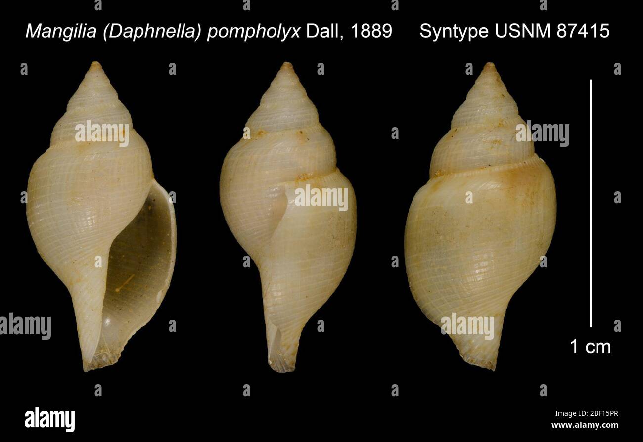 Pompholyx hi-res stock photography and images - Alamy