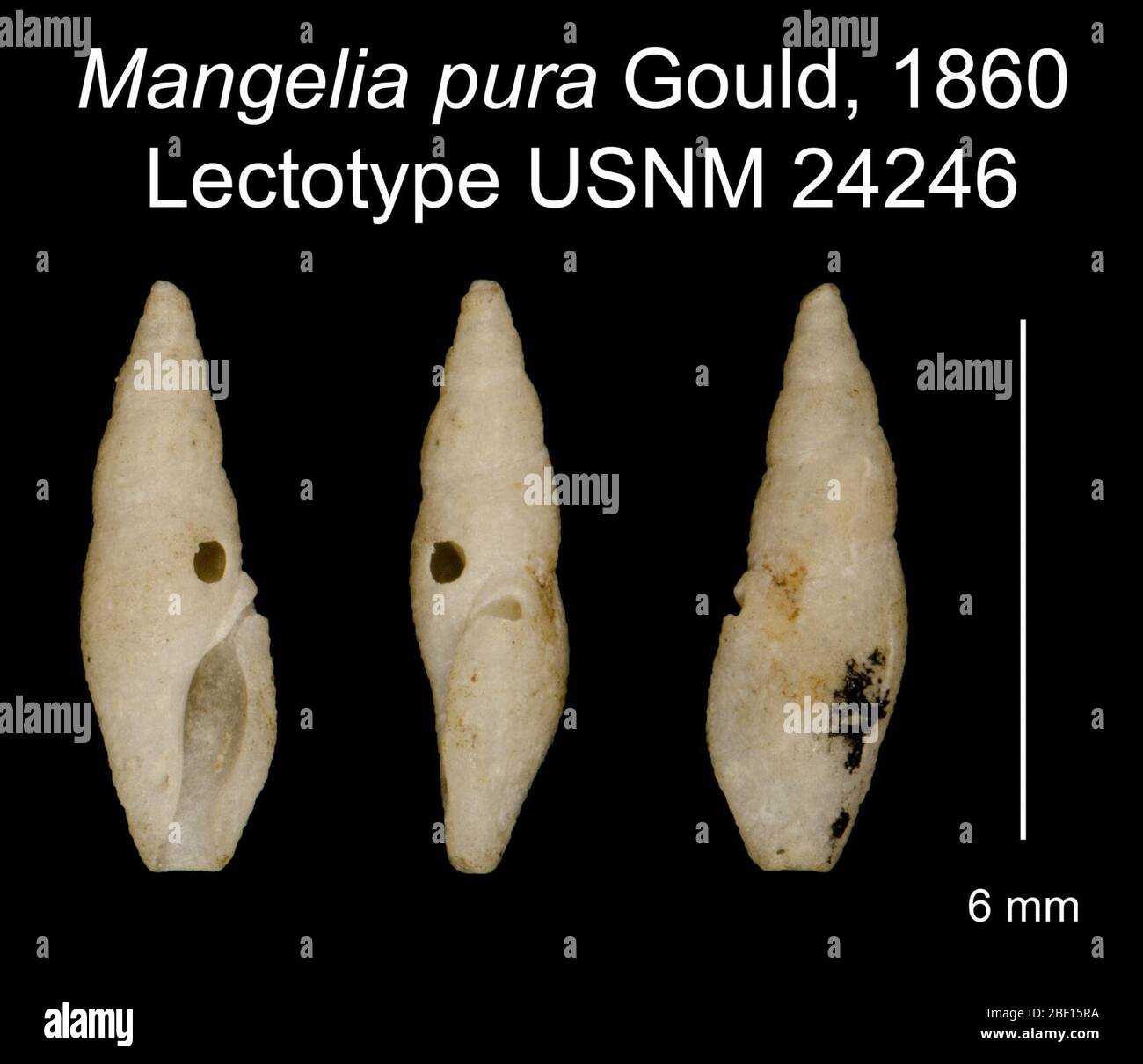 Mangelia hi-res stock photography and images - Alamy