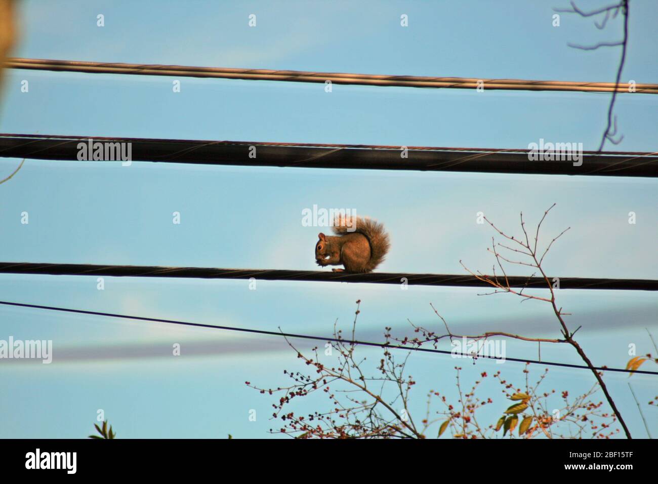 Squirrel on Utility Line Stock Photo - Alamy