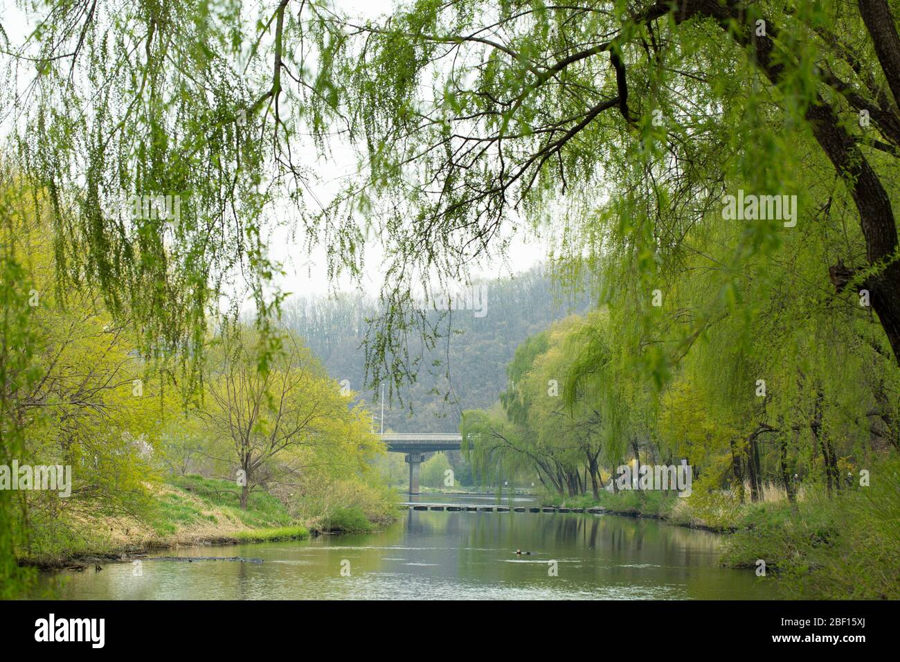 spring landscape of Tancheon riverside, Seongnam-si, Korea- 11 Apr 2020 ...