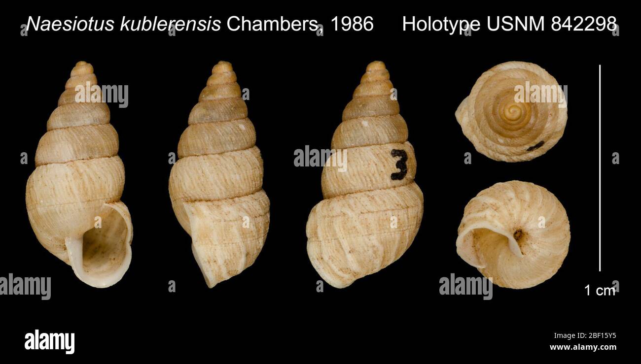 Naesiotus hi-res stock photography and images - Alamy