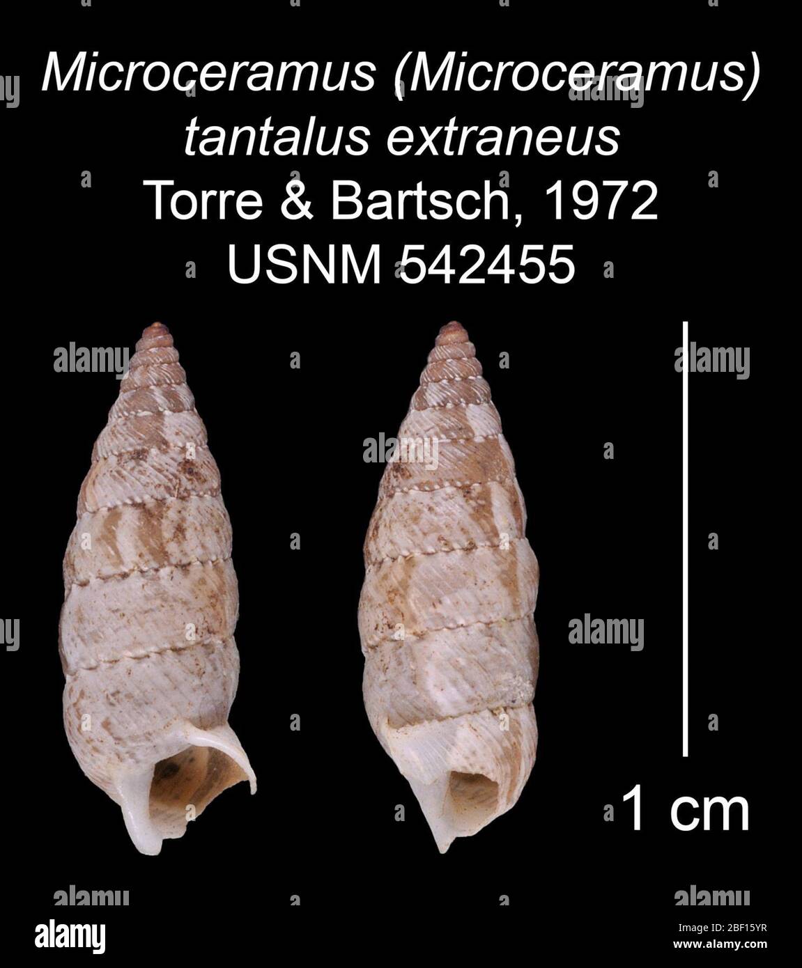 Extraneus hi-res stock photography and images - Alamy