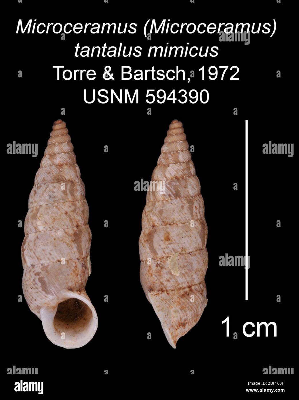 Microceramus Microceramus tantalus mimicus. 20 Jan 2016311 Stock Photo ...