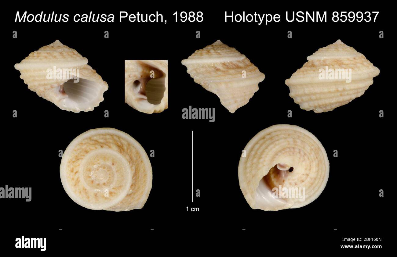 Calusa hi-res stock photography and images - Alamy