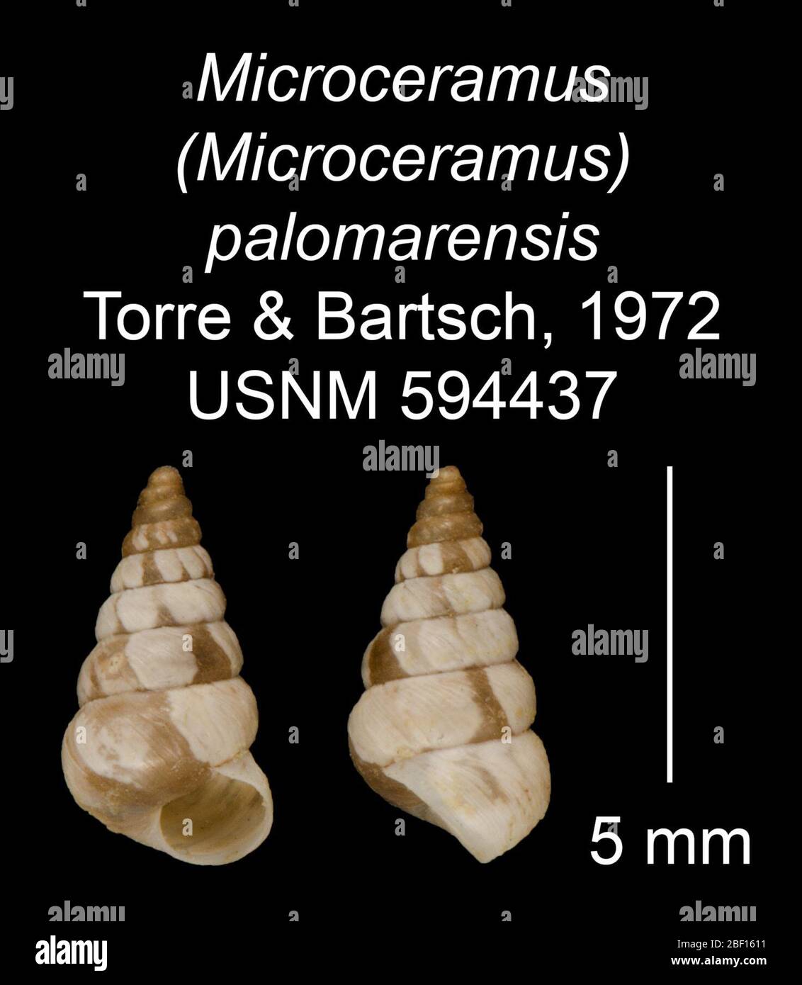 Microceramus Microceramus palomarensis. Figured type27 Oct 20161 Stock ...