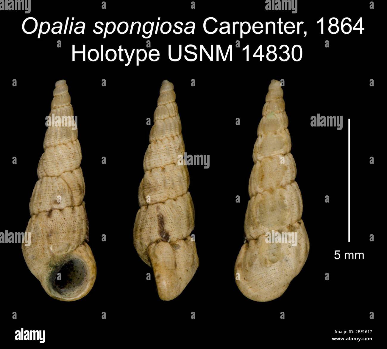 Spongiosa hi-res stock photography and images - Alamy