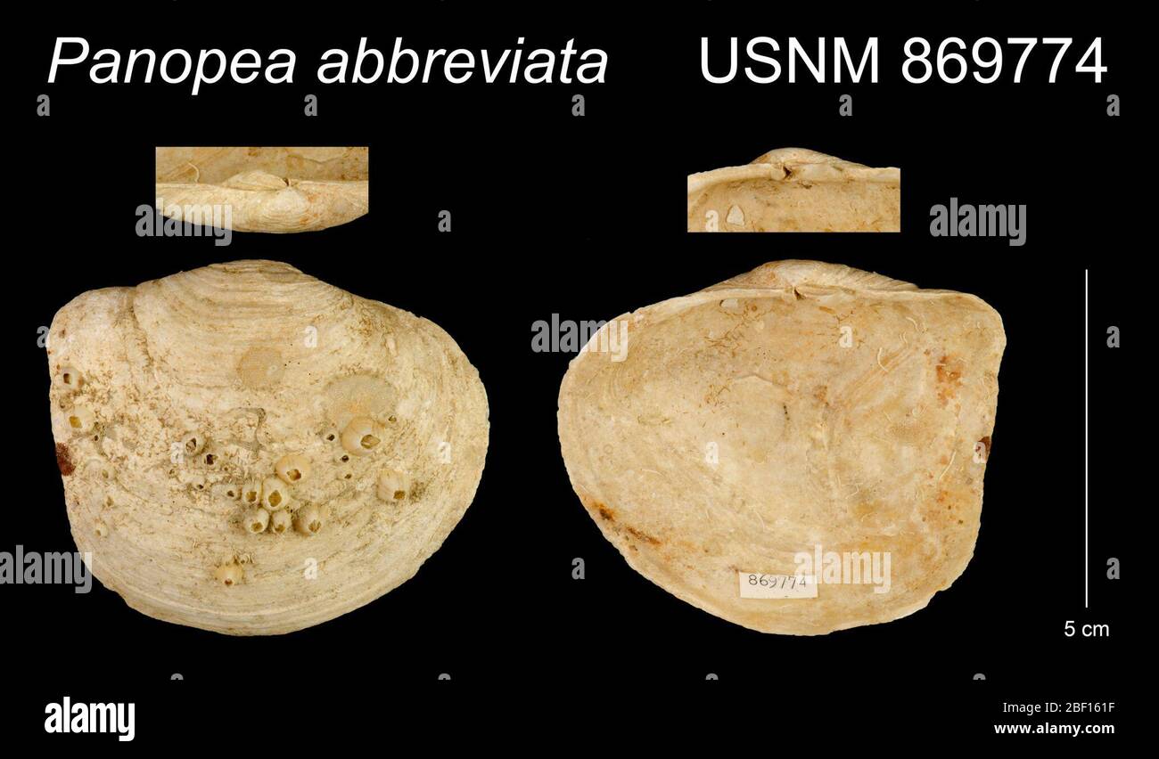 Panopea sp. 19 Sep 2013D1 Stock Photo - Alamy