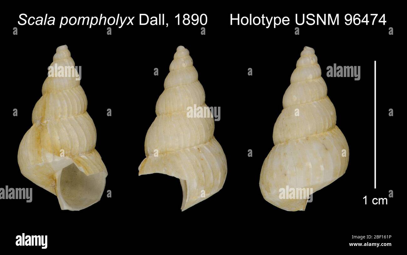 Pompholyx High Resolution Stock Photography and Images - Alamy