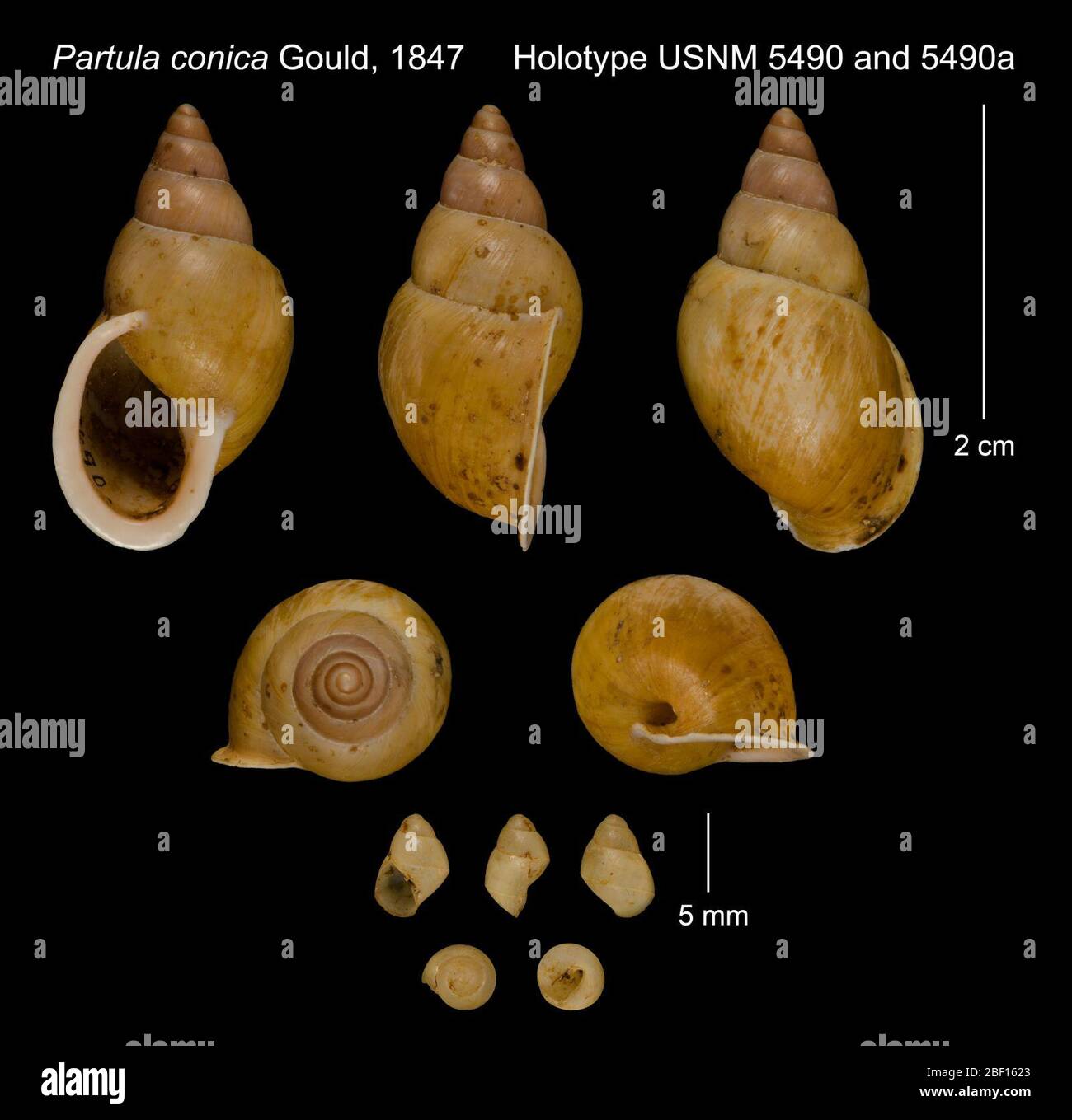 Partula conica. 20 Jan 20162 Stock Photo - Alamy