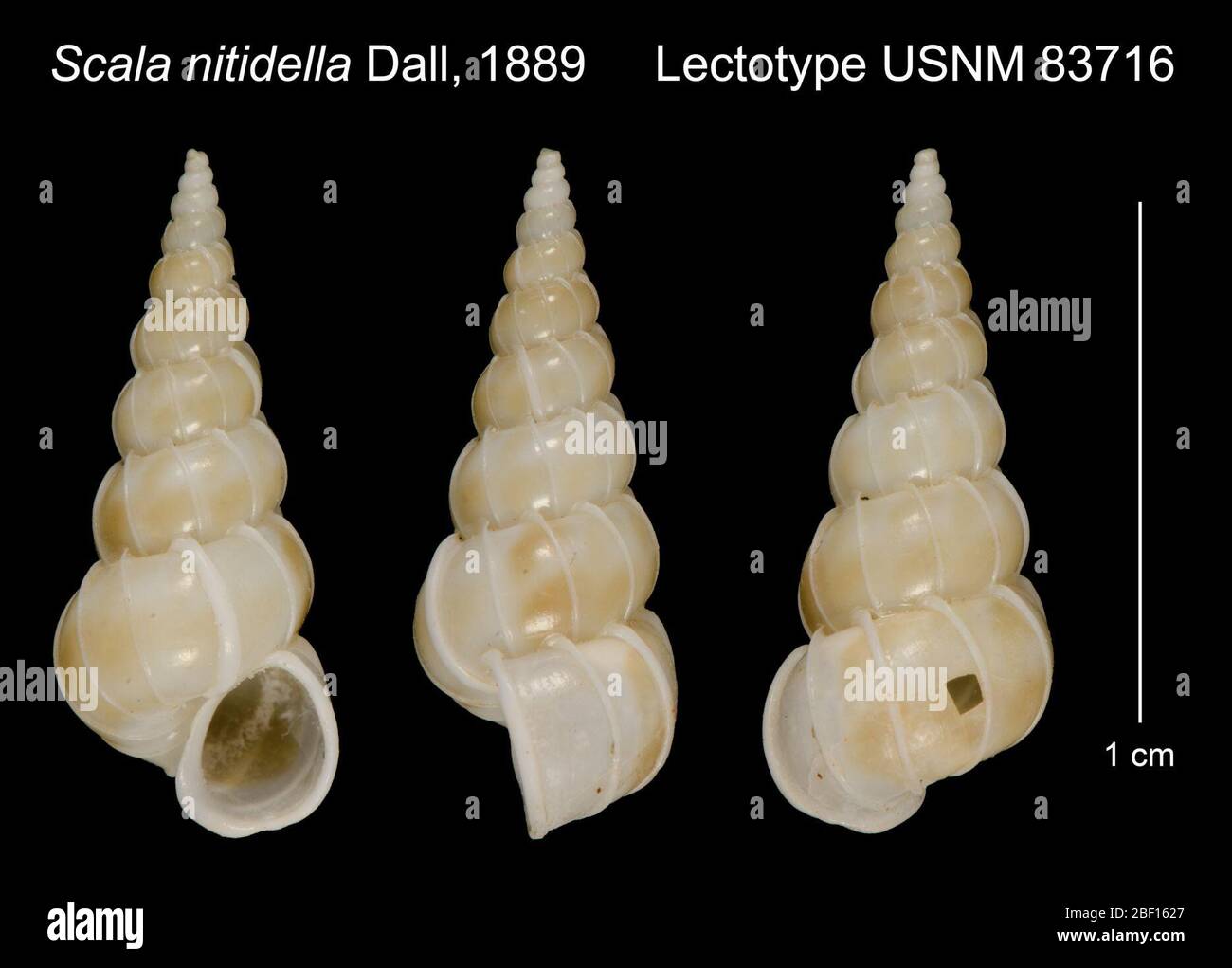 Scala nitidella. 20 Jan 201625961 Stock Photo - Alamy