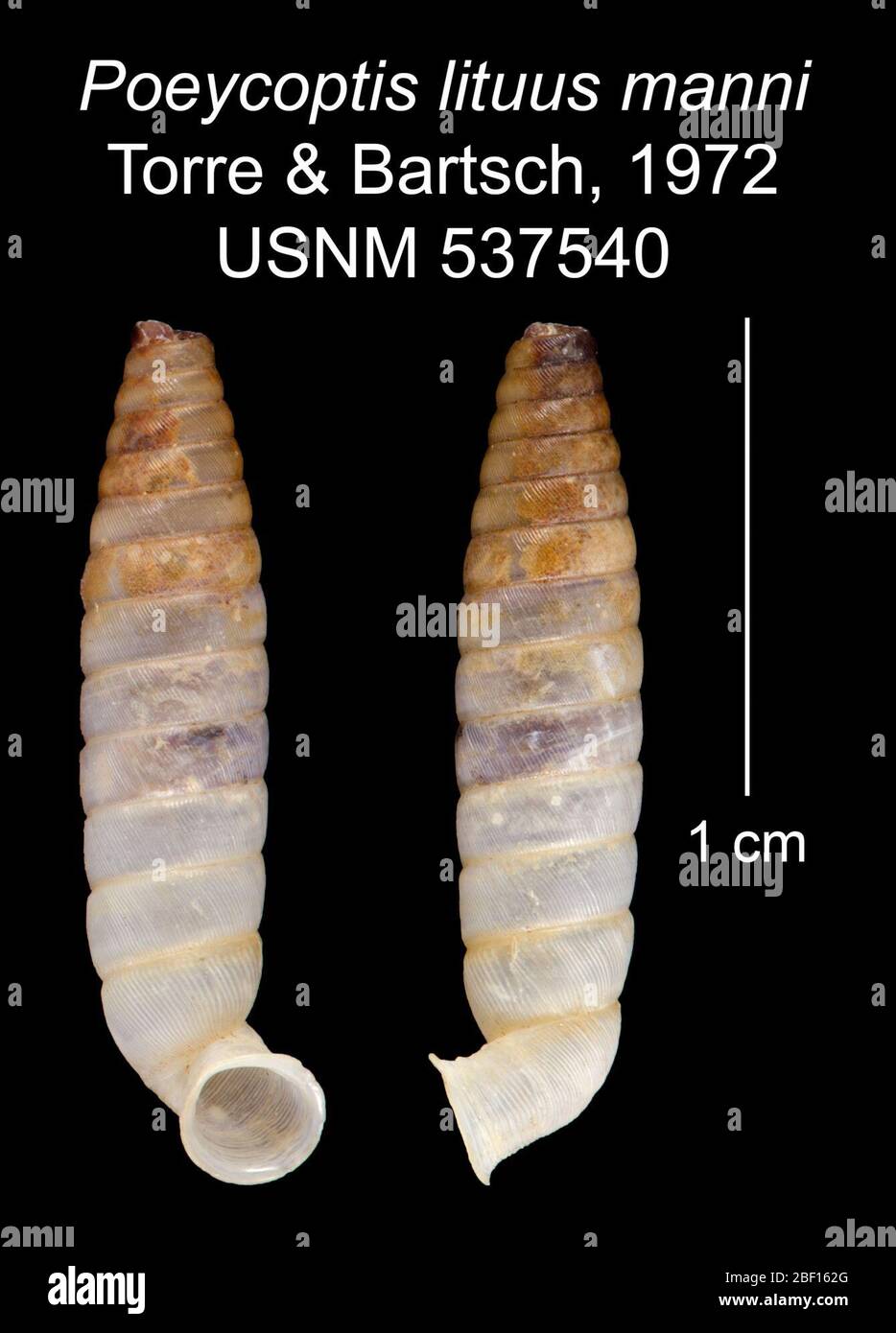 Lituus hi-res stock photography and images - Alamy