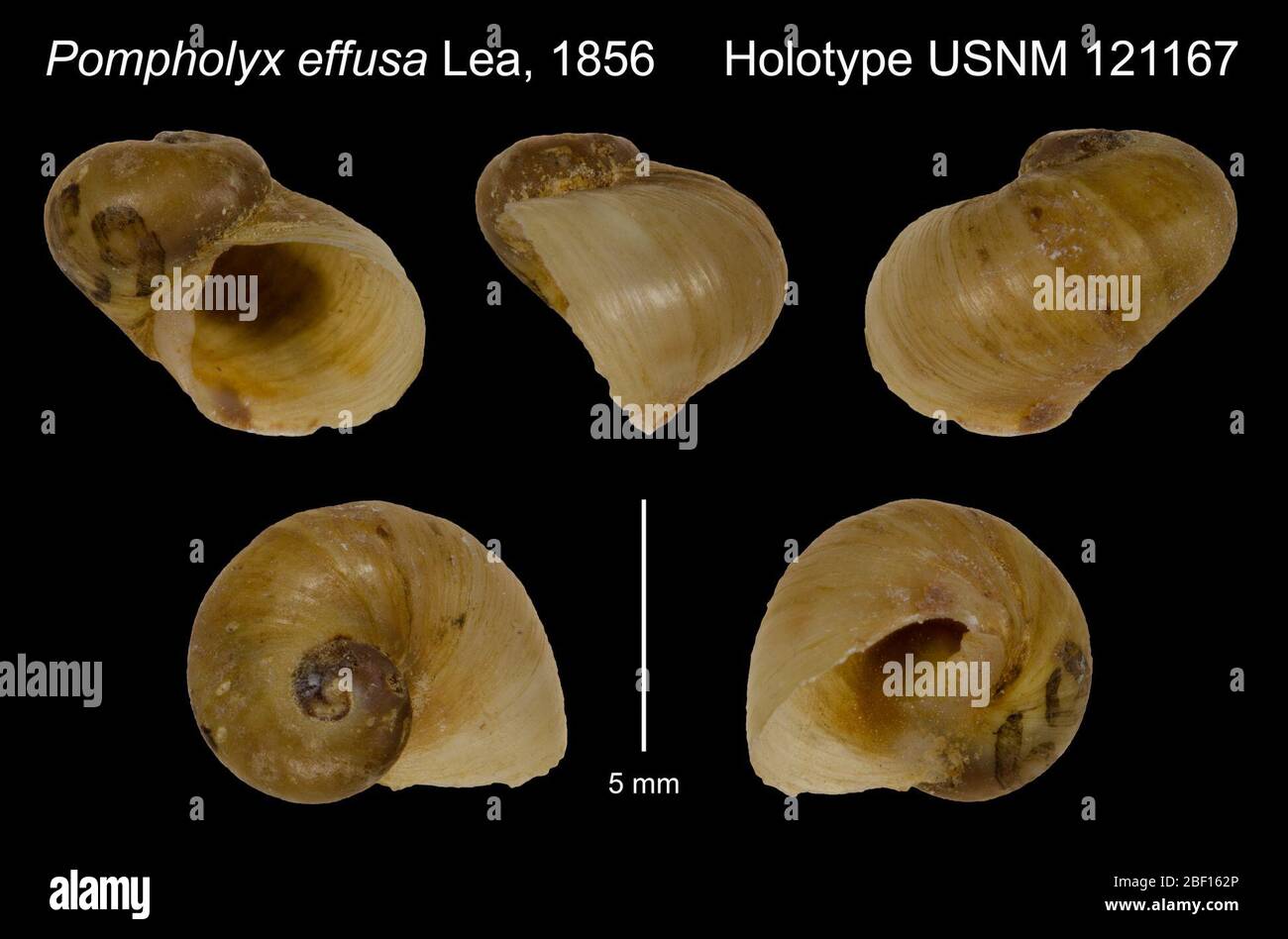 Pompholyx hi-res stock photography and images - Alamy