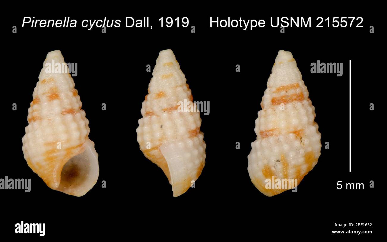 Cyclus hi-res stock photography and images - Alamy