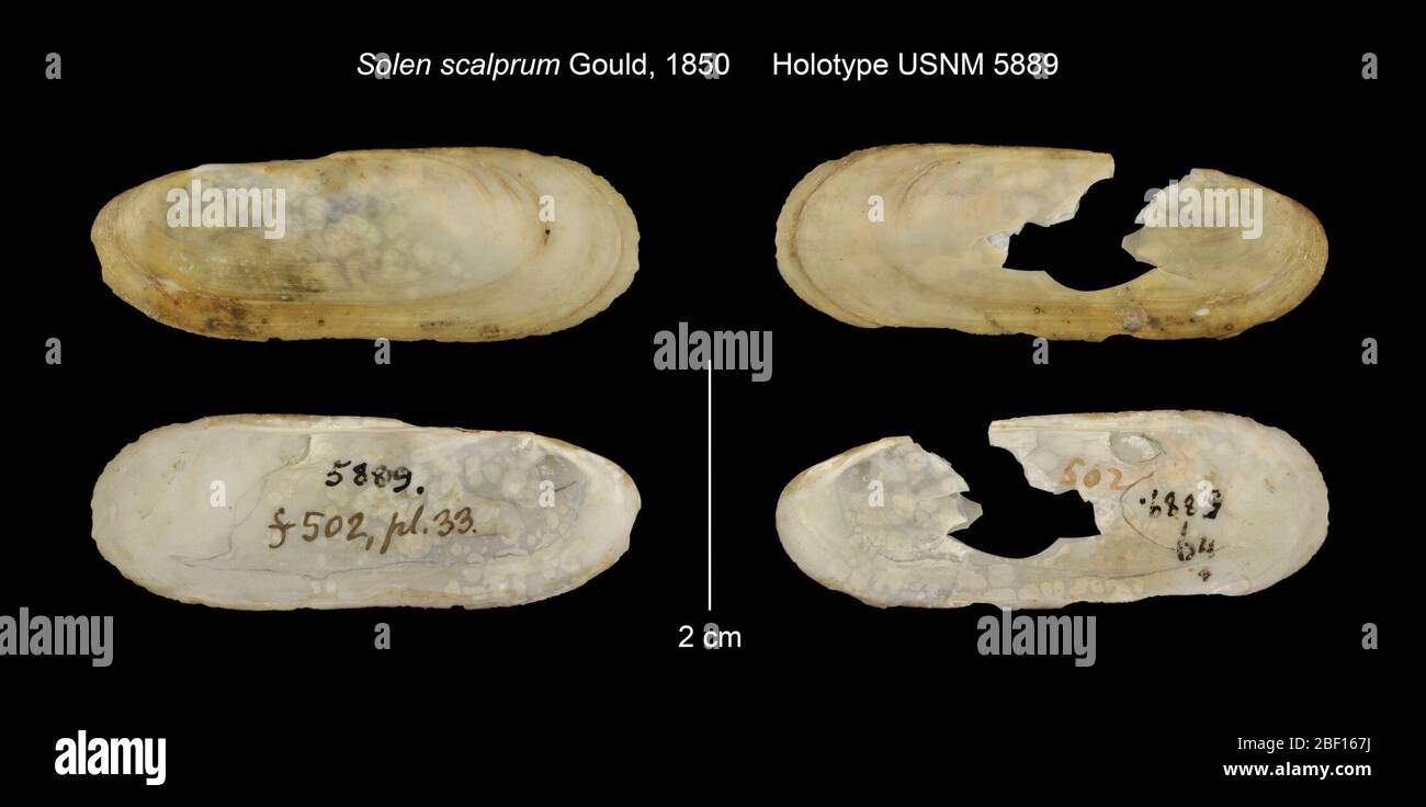 Scalprum hi-res stock photography and images - Alamy