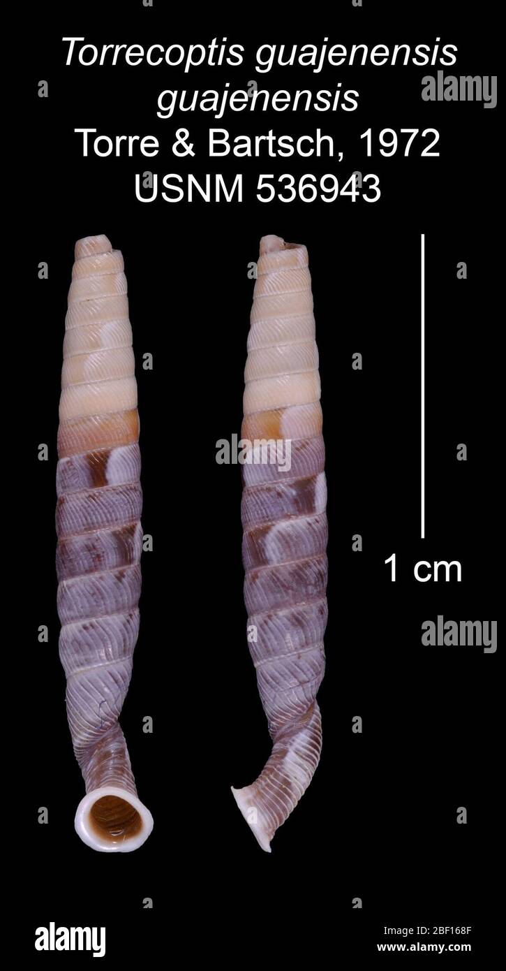 Guajenensis hi-res stock photography and images - Alamy