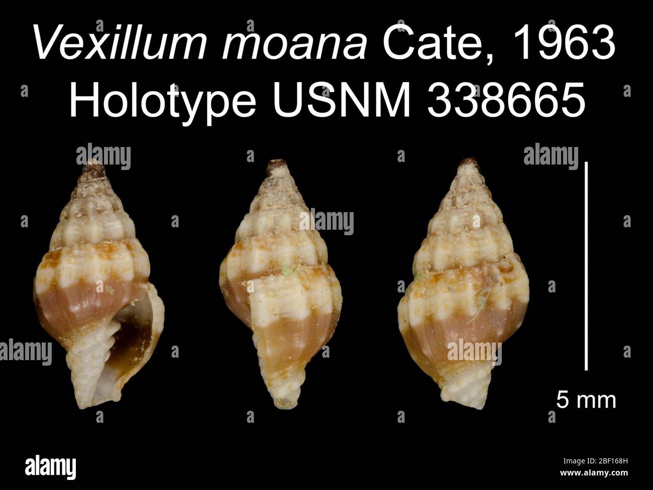 Vexillum hi-res stock photography and images - Alamy