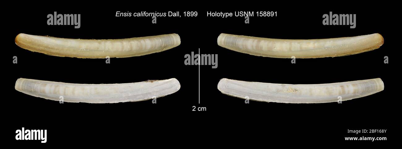 Ensis californicus hi-res stock photography and images - Alamy