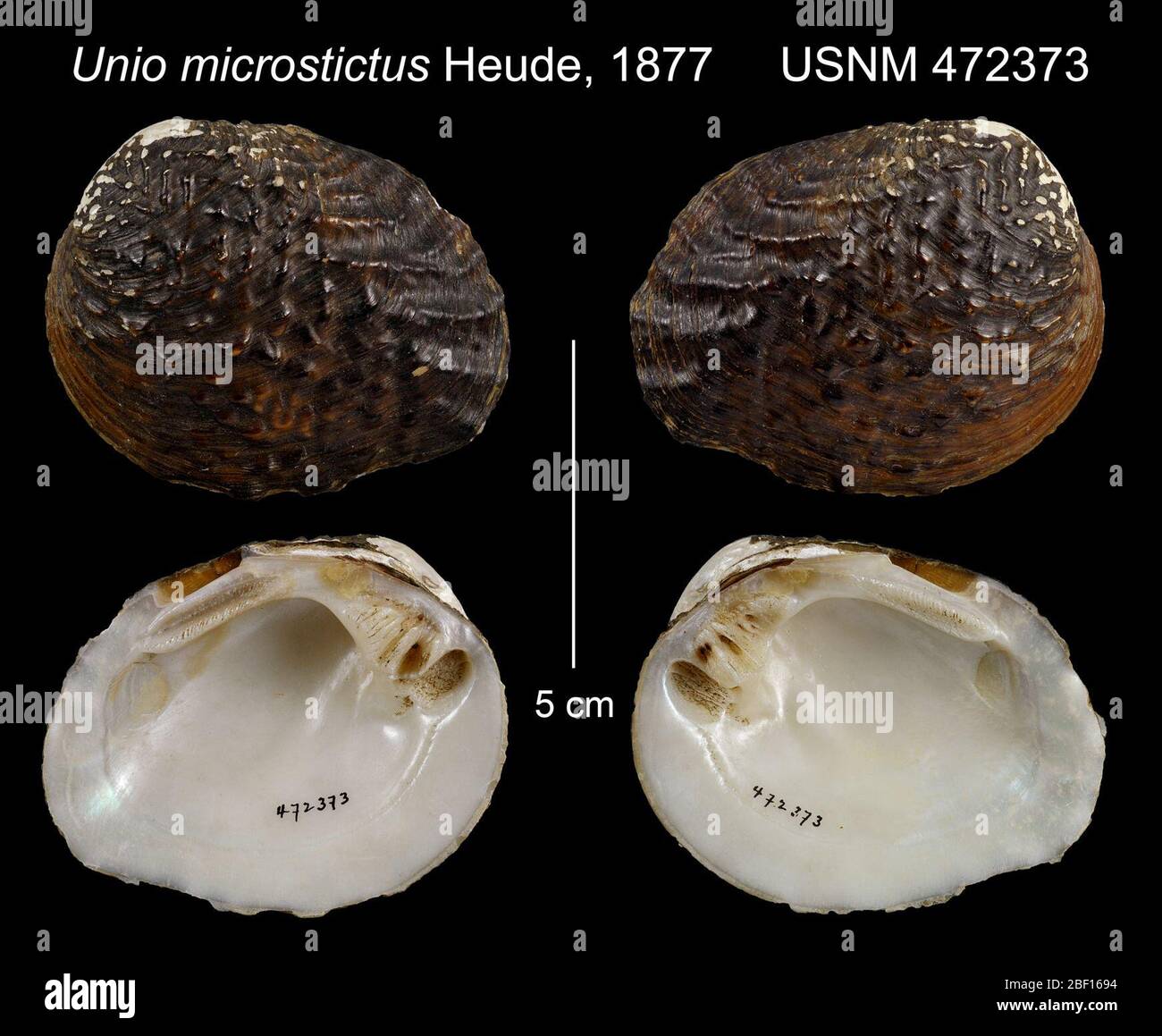 Unio microstictus. 28 Oct 20162 Stock Photo - Alamy