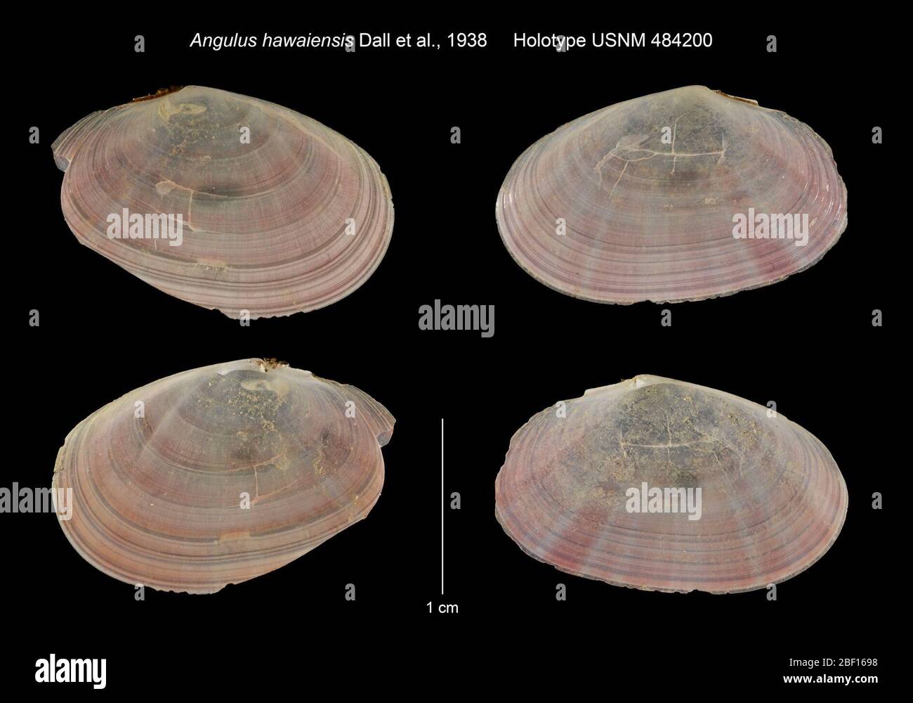 Angulus hi-res stock photography and images - Alamy