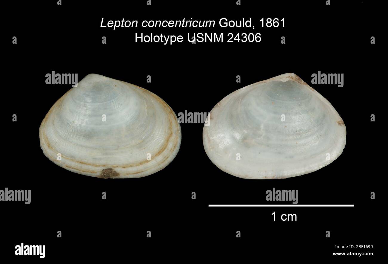 Lepton hi-res stock photography and images - Alamy