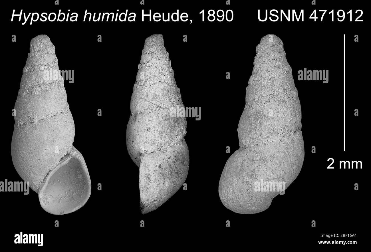 National museum of natural history nmnh Black and White Stock Photos ...