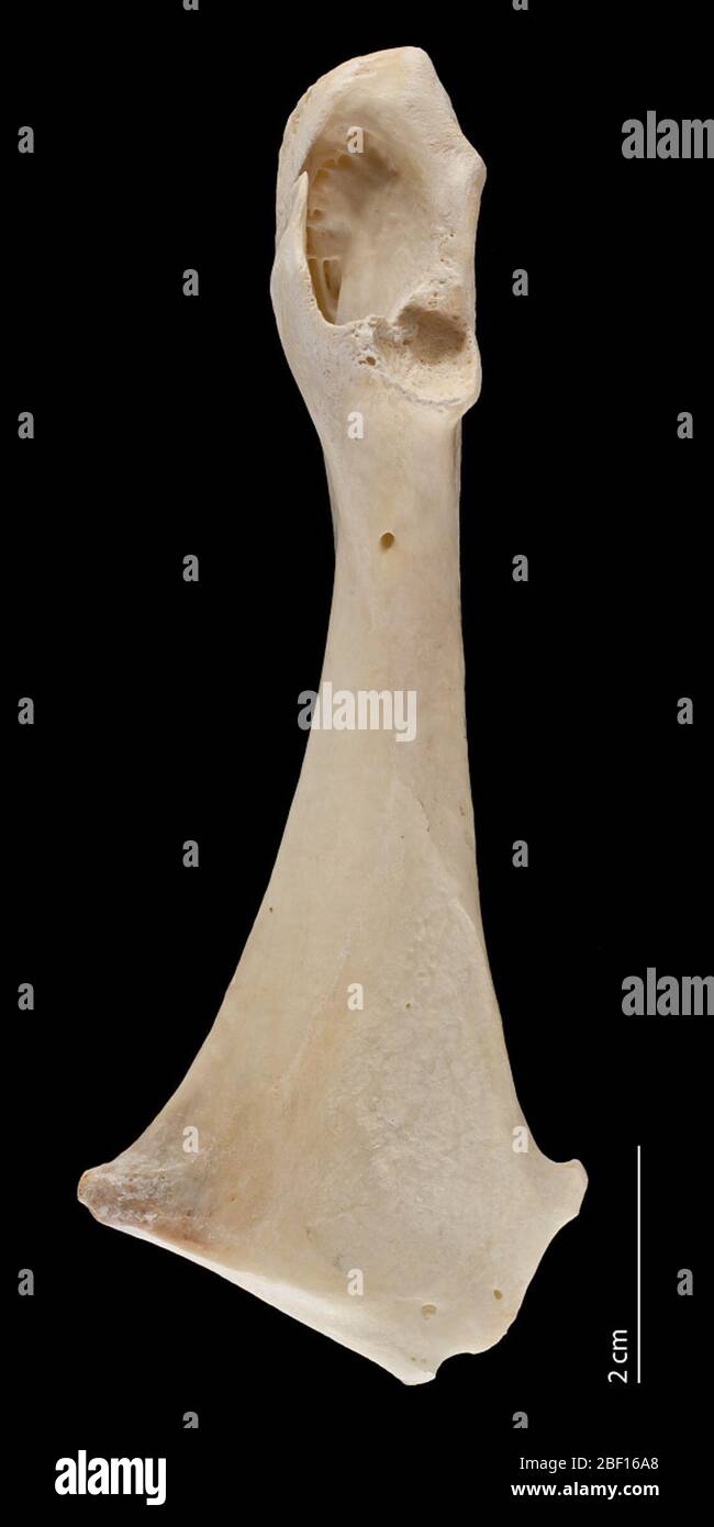 Balaeniceps rex. Mounted skin cataloged as USNM 216074, trunk skeleton ...