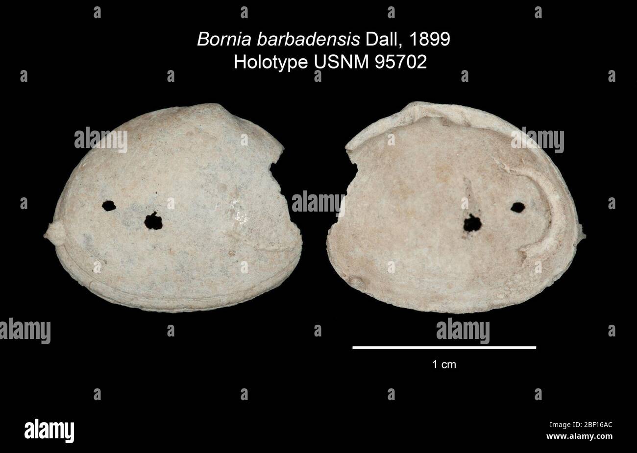 Bornia hi-res stock photography and images - Alamy