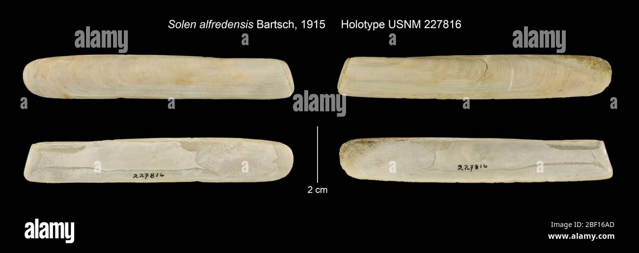 Solen High Resolution Stock Photography and Images - Alamy